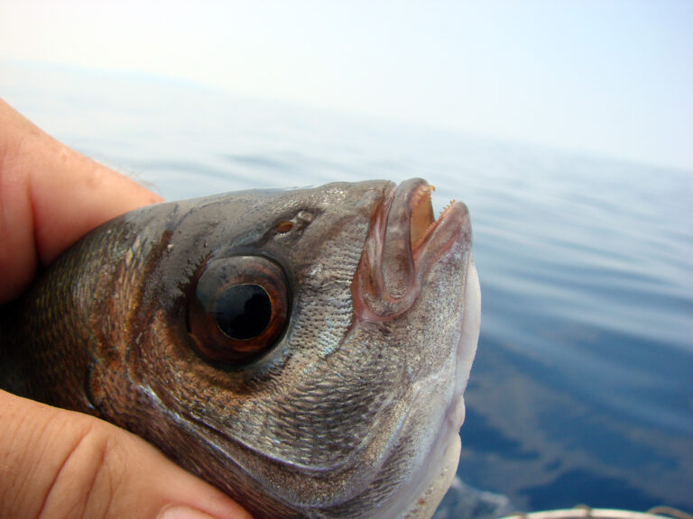 USTA, ŽDRIJELA I RALJE – Na udici