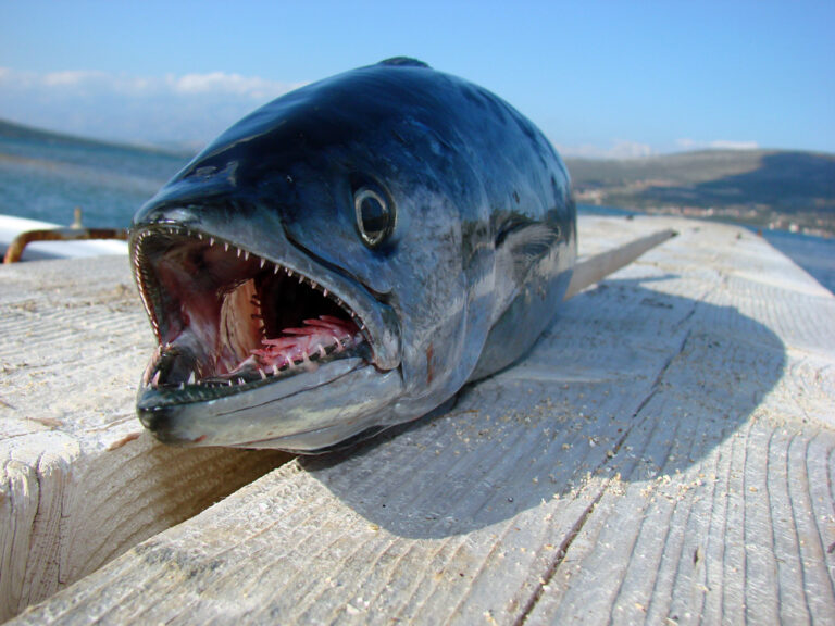 USTA, ŽDRIJELA I RALJE – Na udici