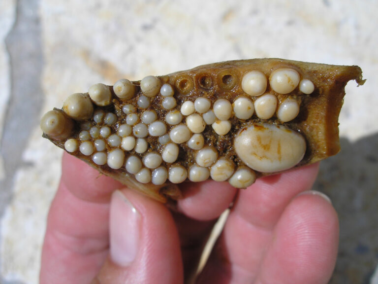 USTA, ŽDRIJELA I RALJE – Na udici