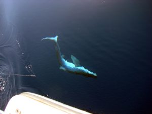 I RIBE SU ŽEDNE – Na udici