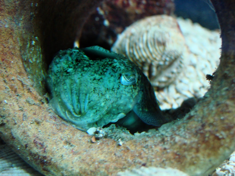 SIPA – SEPIA OFFICINALIS – Na udici