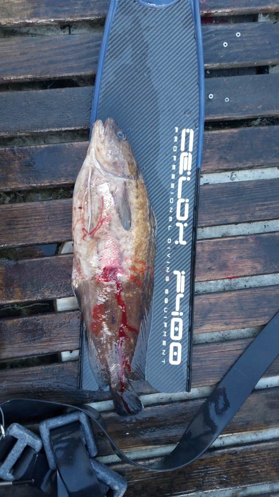 MATEOVO KRŠTENJE PERAJA – Na udici